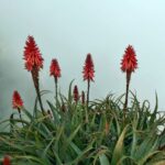 Amapola Flower, AKA Poppy Flower – Gardendi