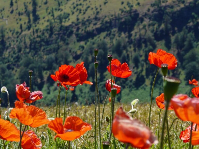 Cattleya Flower – Cattleya Orchid Care and Facts – Gardendi