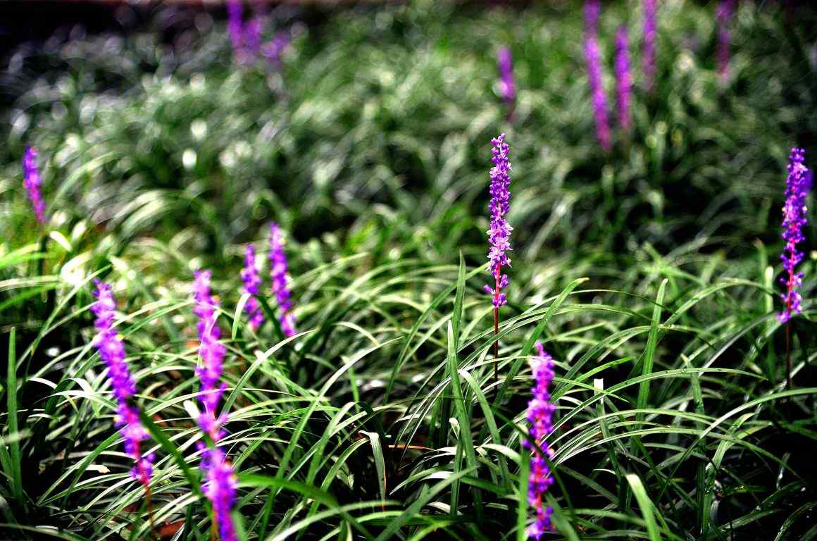 Aztec Grass: How to Plant and Care for Aztec Lilly – Gardendi