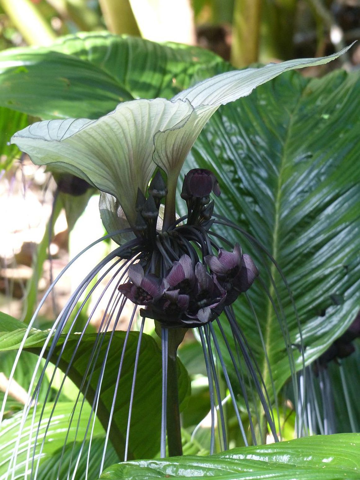 Bat Flower Plant – Tacca Chantrieri Facts and Tips – Gardendi