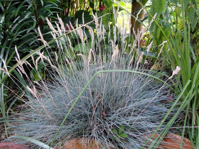 Aztec Grass: How to Plant and Care for Aztec Lilly – Gardendi