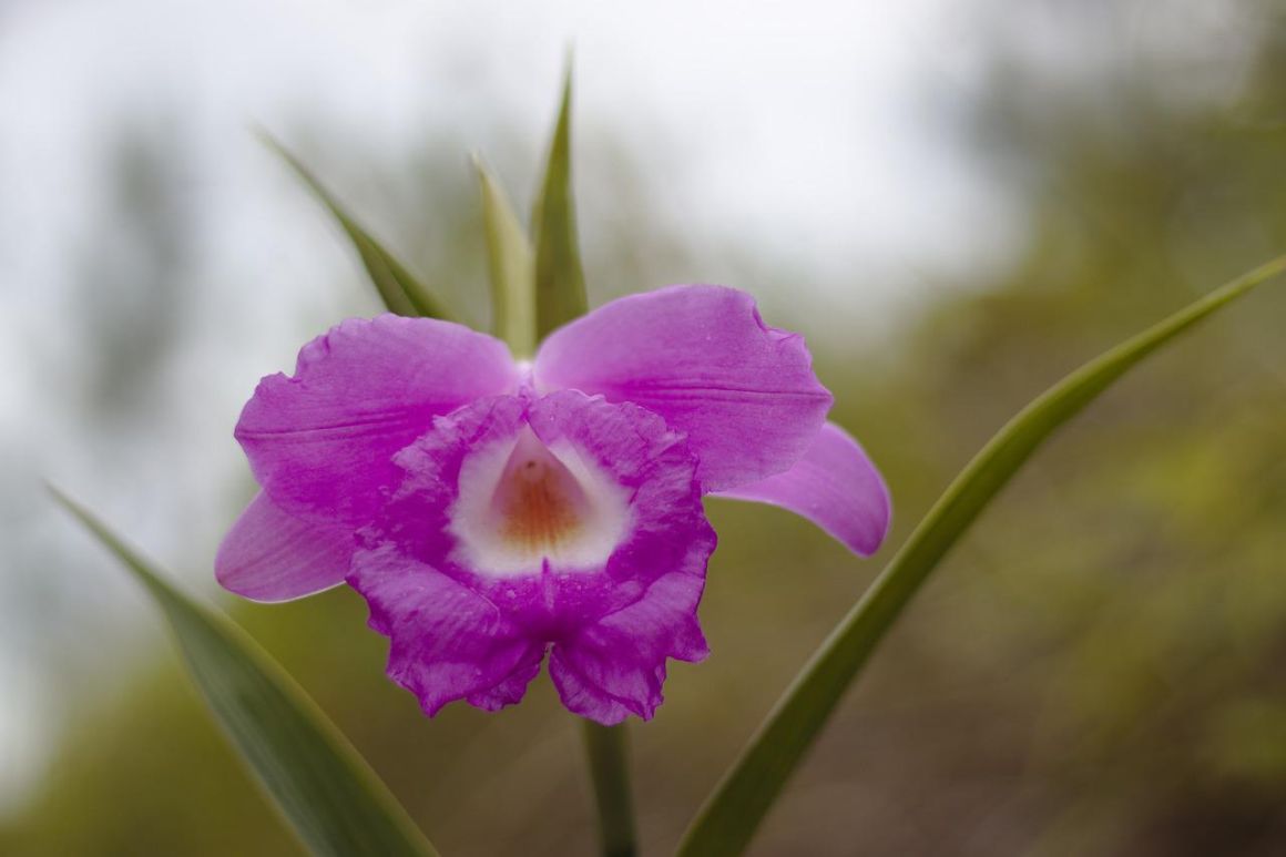 Cattleya Flower – Cattleya Orchid Care and Facts – Gardendi