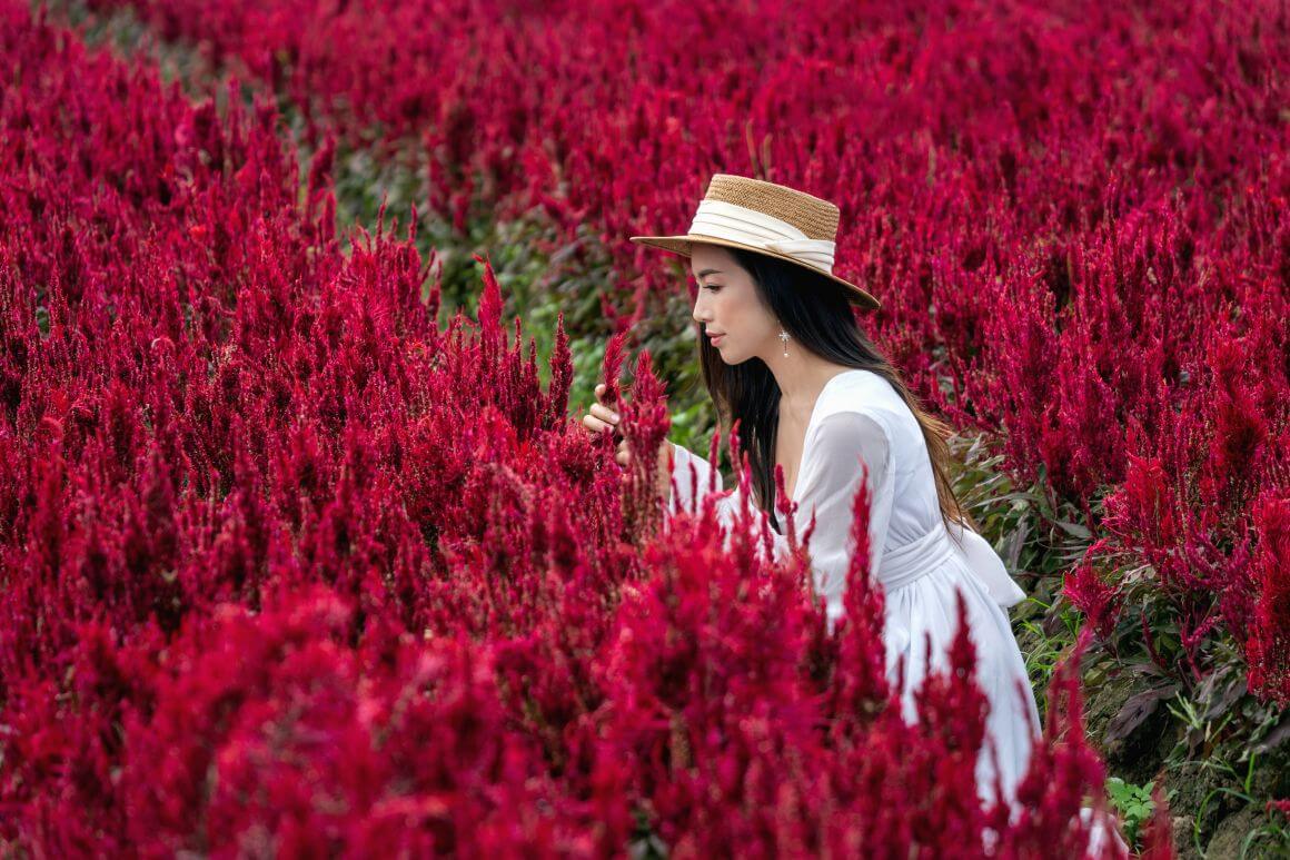 Celosia Plant Care. Growing Cockscomb Flowers – Gardendi