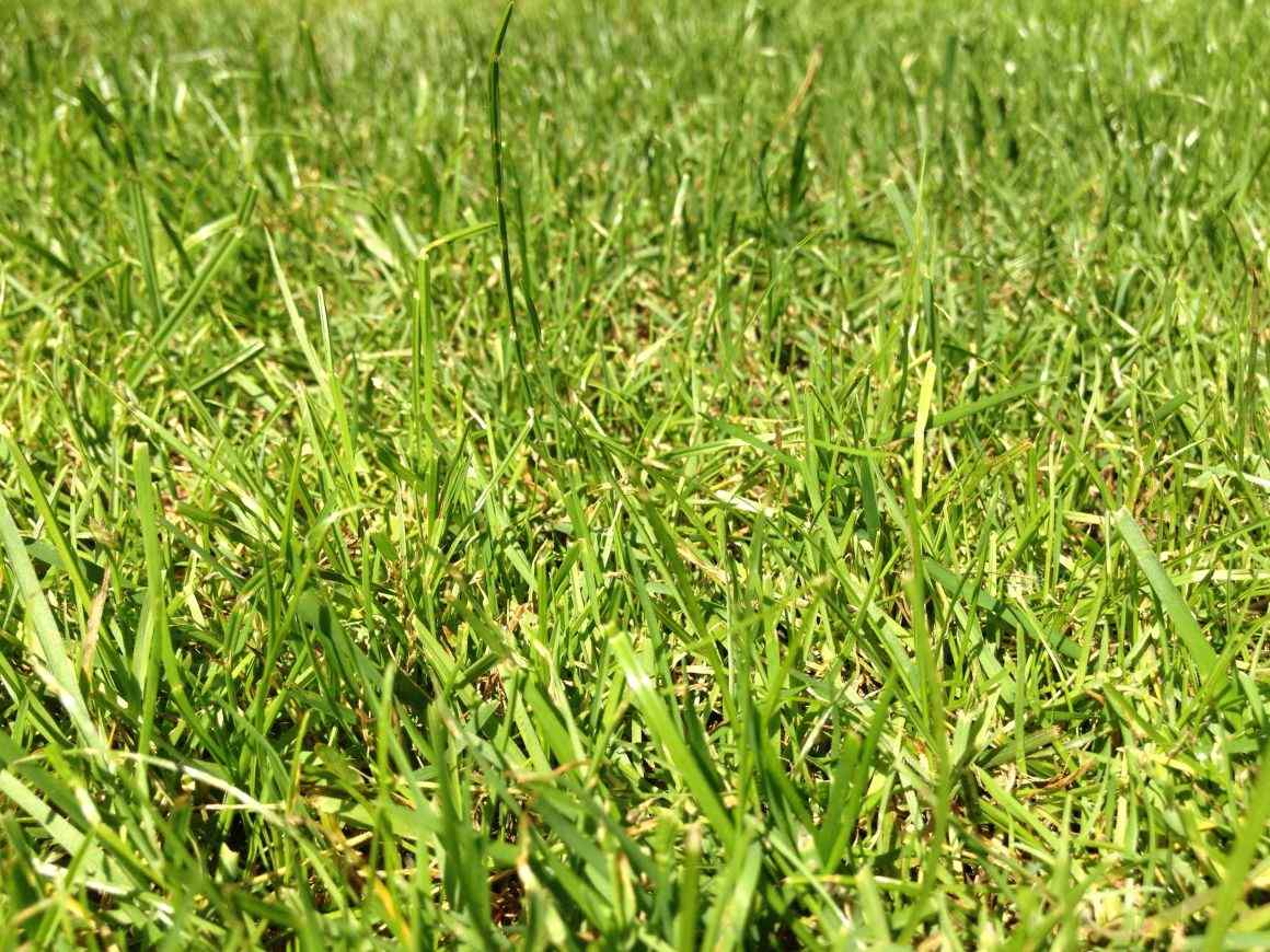Centipede Grass Eremochloa Ophiuroides Lawn Care Gardendi