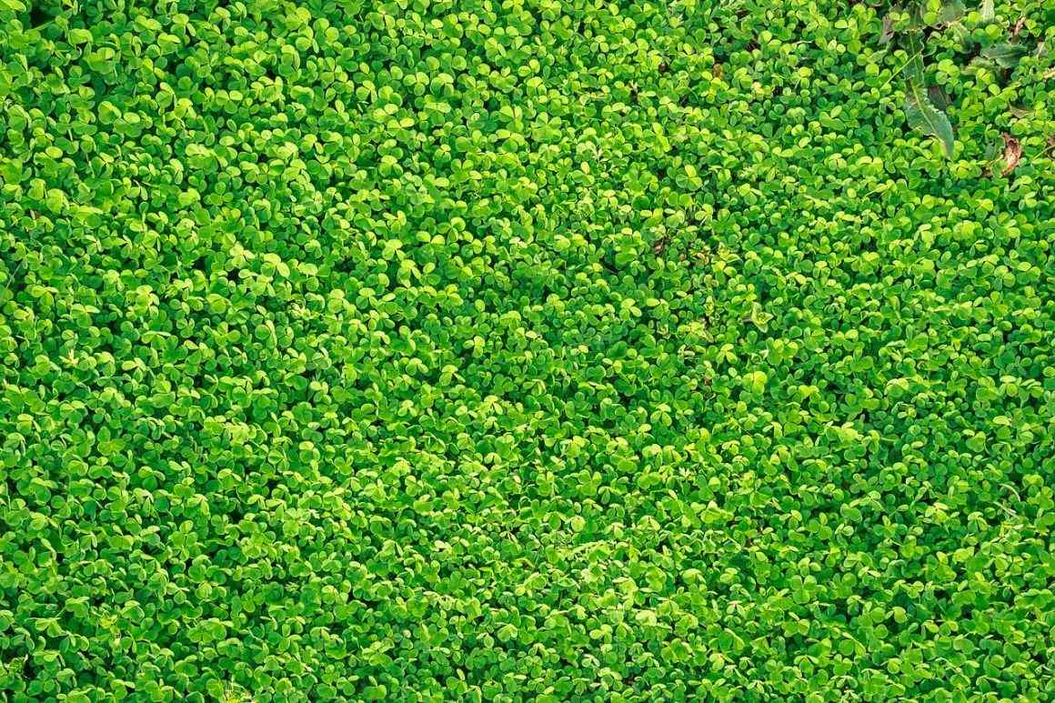 Clover Grass: Caring for Clover Lawns – Gardendi