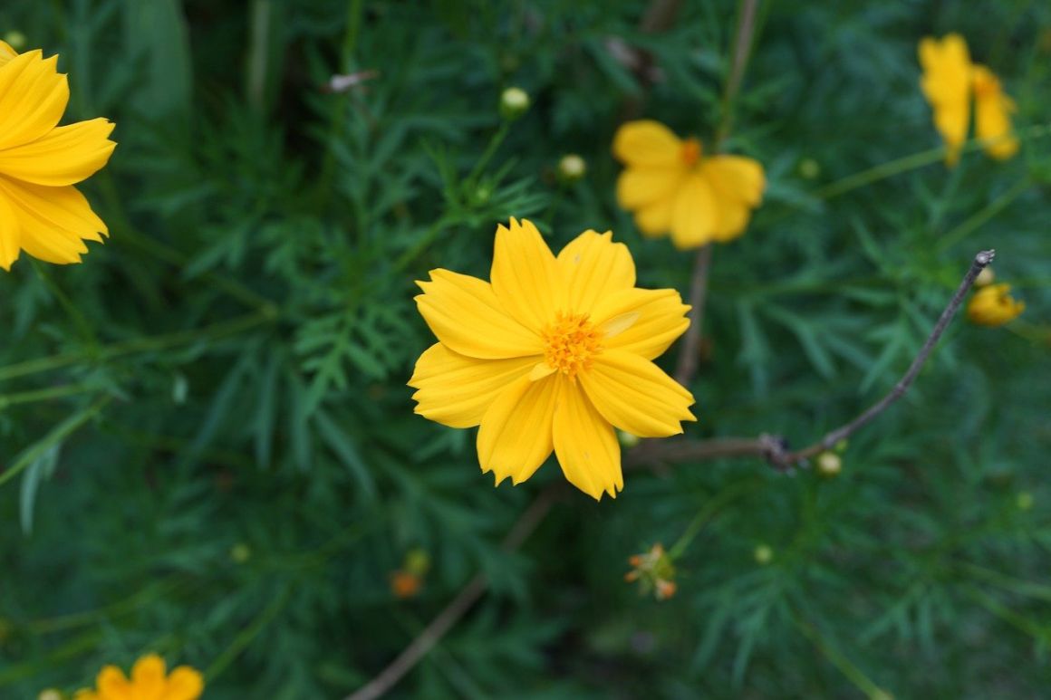 Coreopsis Flower: All About Tickseed – Gardendi