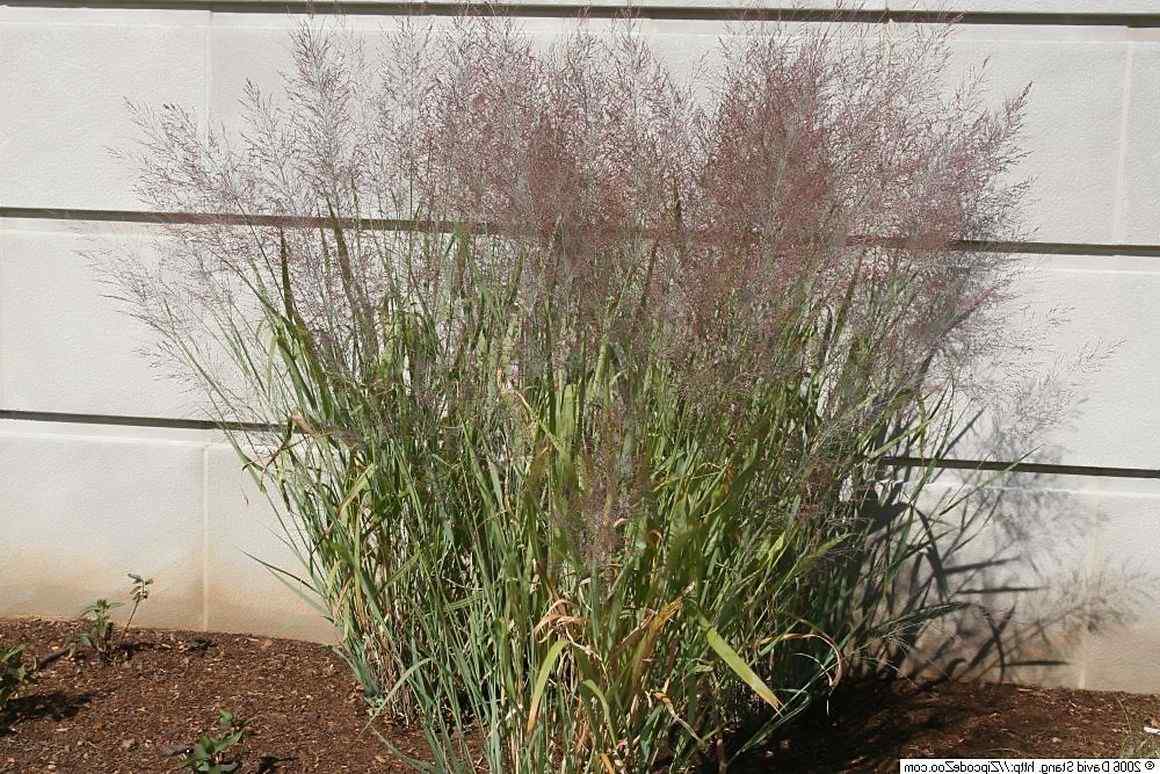 Dallas Grass: All About Dallisgrass Control – Gardendi