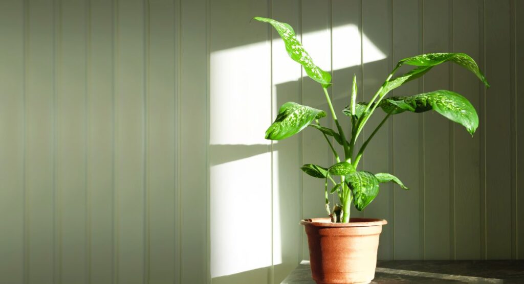 Dumb Cane Plant Care. Growing Dieffenbachia – Gardendi