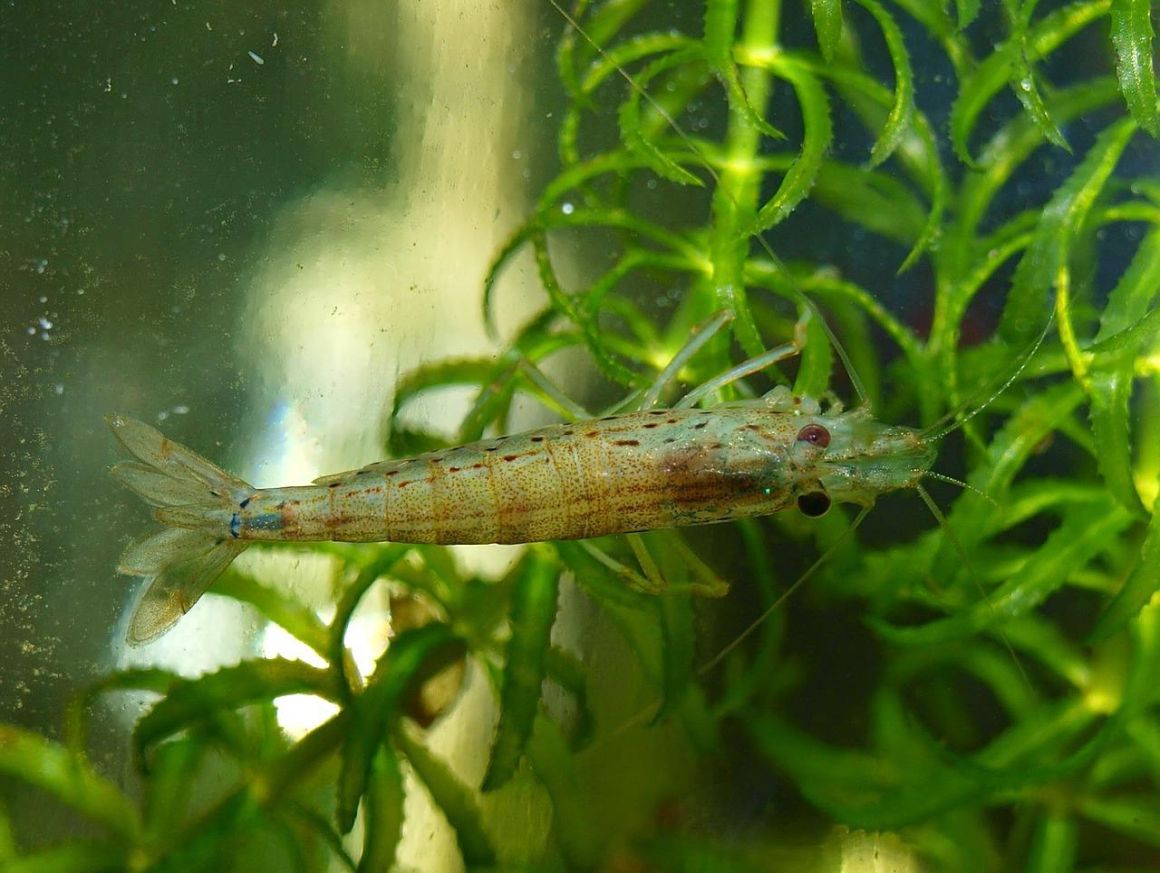 Eel Grass: What Is It and Why Is Eelgrass Important? – Gardendi