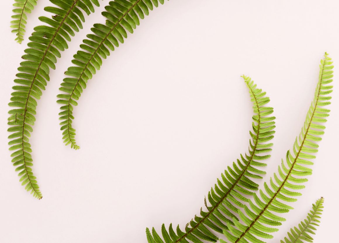 Fern Plant Care. Boston Ferns Indoors – Gardendi