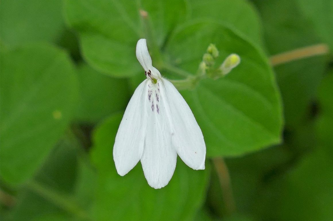 Flower Of The Holy Spirit AKA Dove Orchid – Gardendi