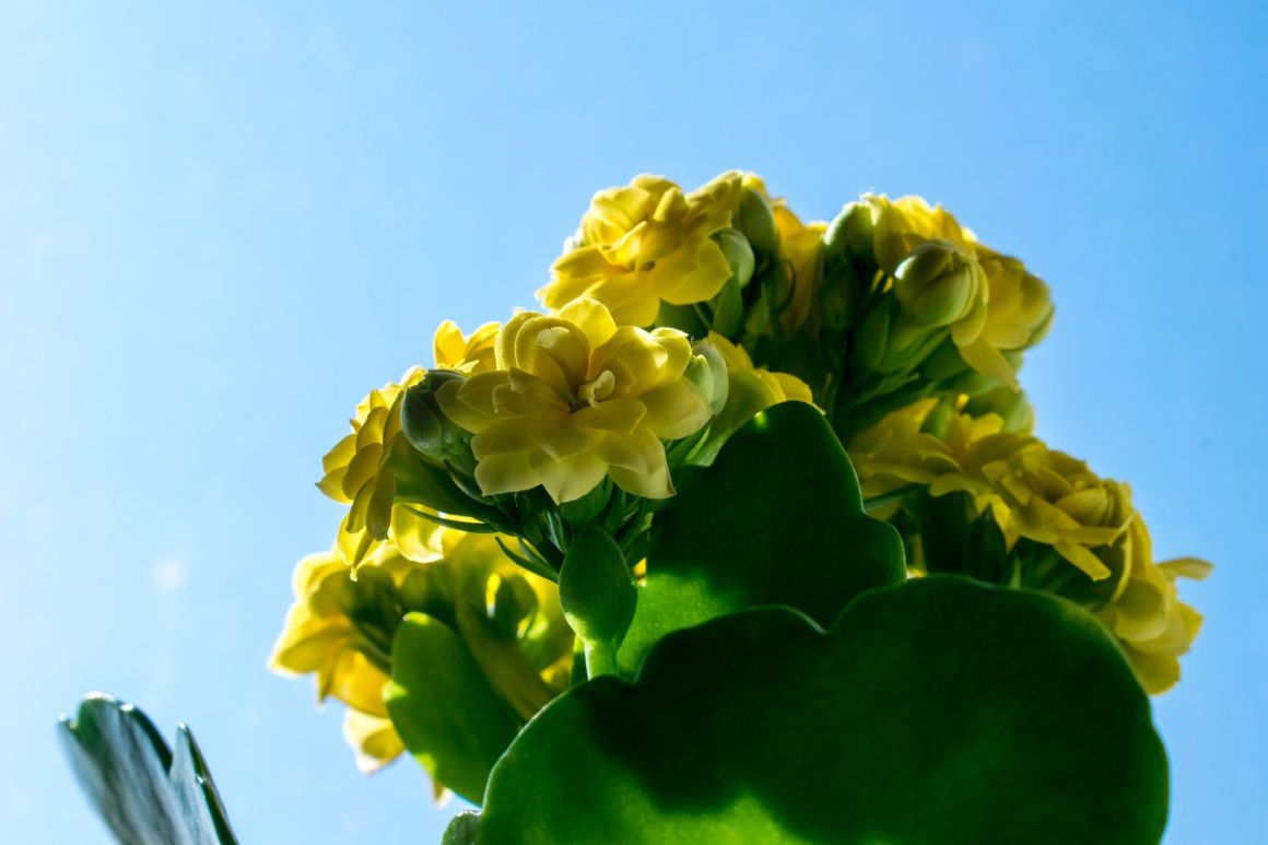 Green Flower Species – 9 Types of Green Flowers – Gardendi