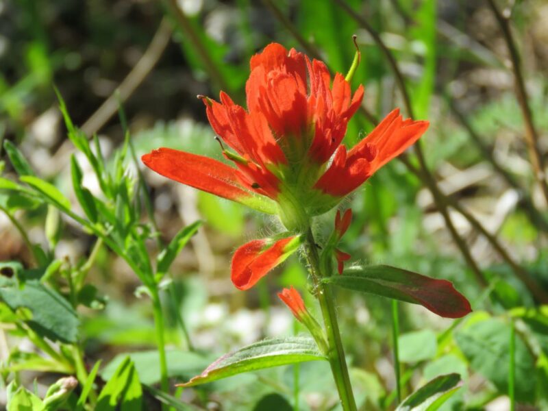 Kadupul Flower. A Guide to the Queen of the Night – Gardendi