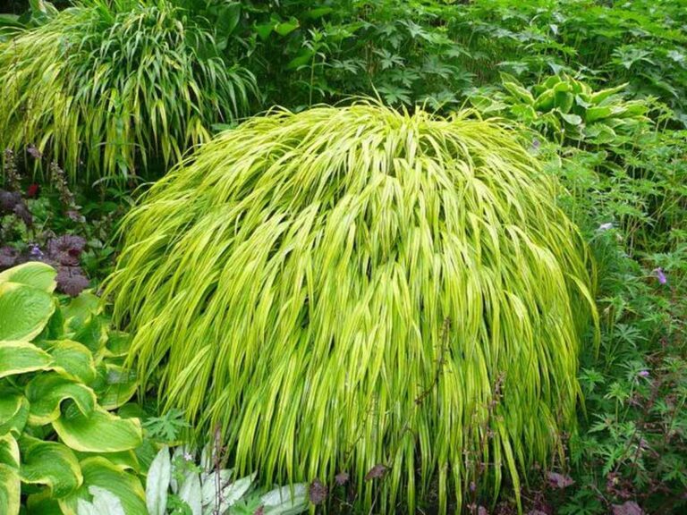 Aztec Grass: How to Plant and Care for Aztec Lilly – Gardendi