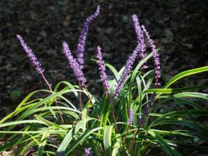 Aztec Grass: How to Plant and Care for Aztec Lilly – Gardendi