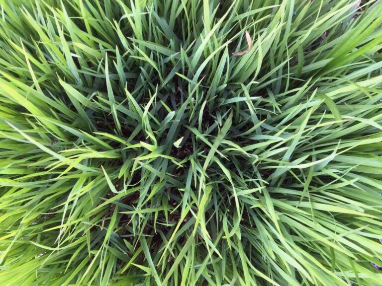 Aztec Grass: How to Plant and Care for Aztec Lilly – Gardendi