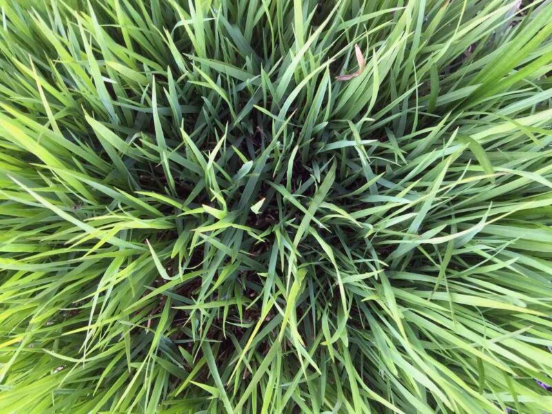 Barnyard Grass (Echinochloa Crus-Galli): Weed Control – Gardendi