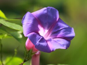 Pikake Flower: Plant Information and Guide – Gardendi