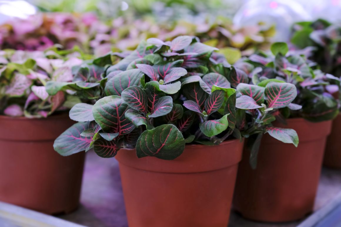 Nerve Plant Care. Tips for Growing Fittonia Plants– Gardendi