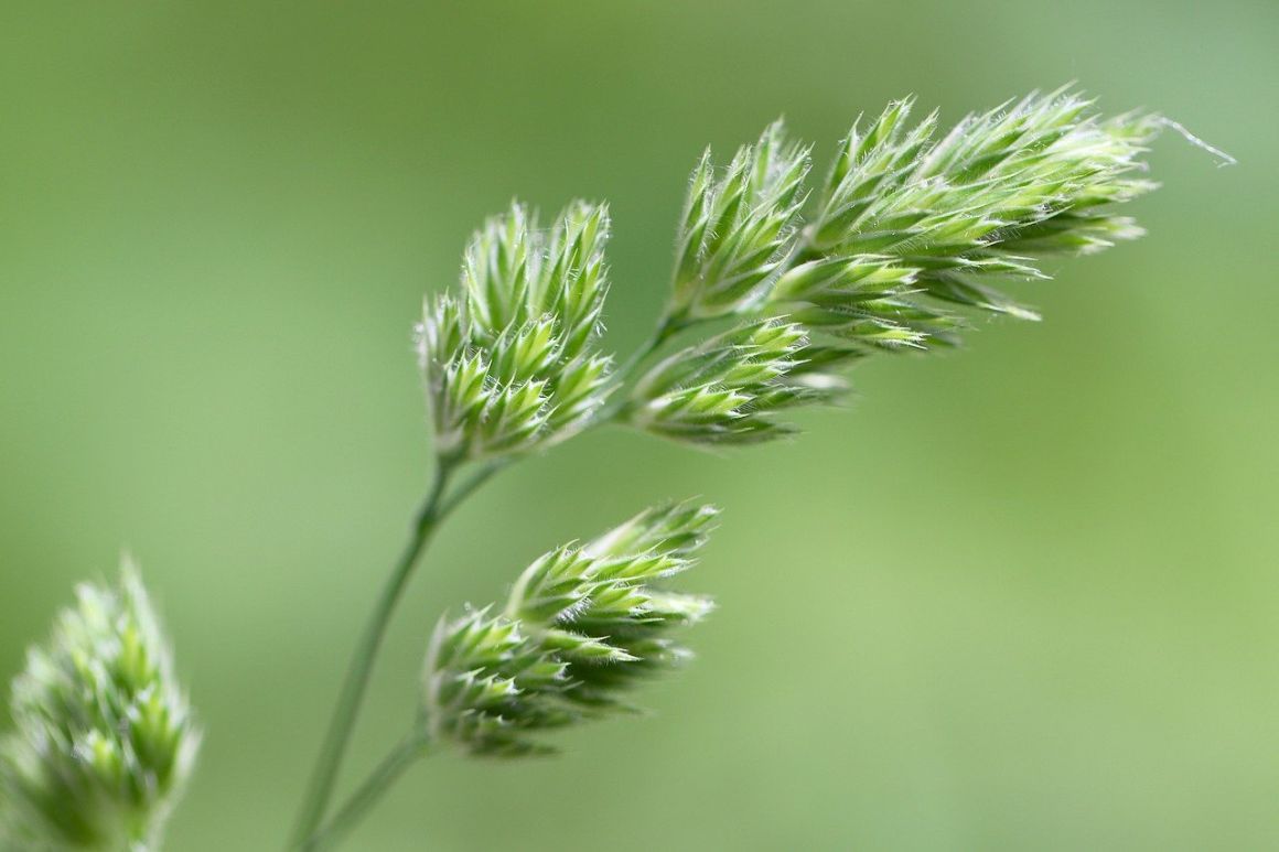 Orchard Grass: Forage for Animals – Gardendi