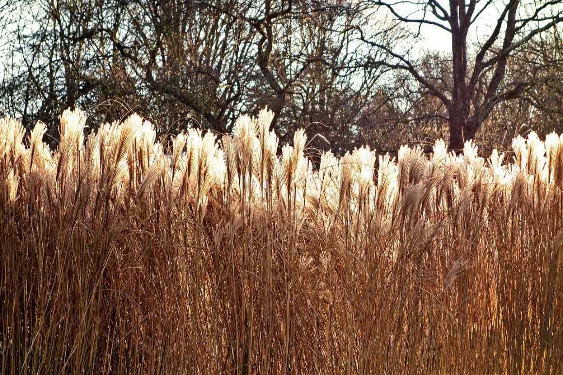 Pampas Grass Known as Cortaderia Selloana – Gardendi