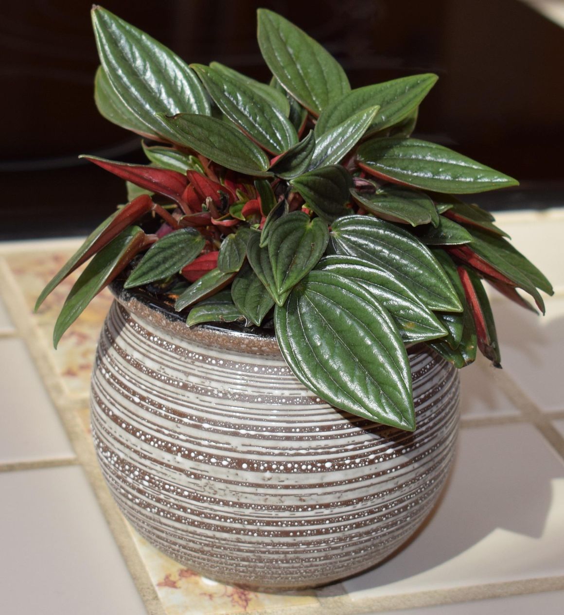 Peperomia Plant Care Guide– Gardendi