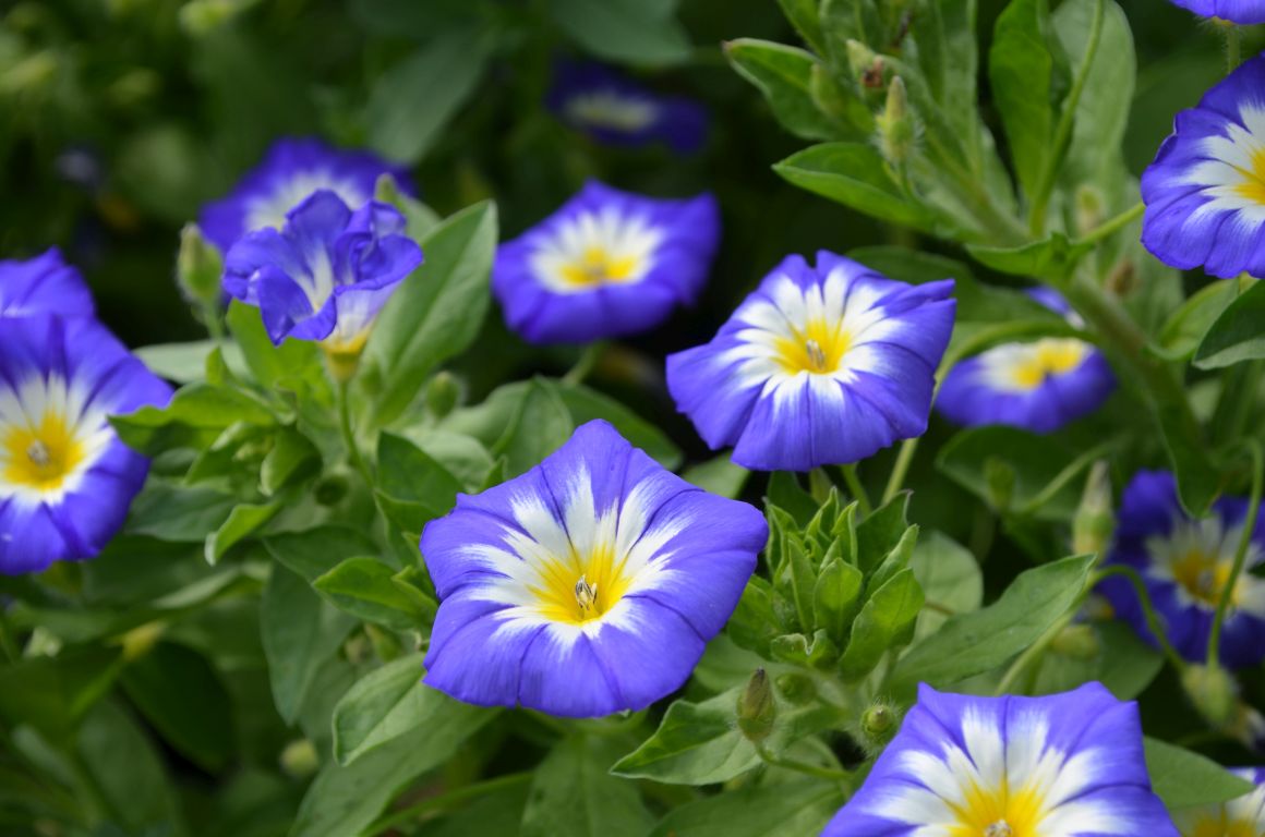 September Birth Flower: Aster and Morning Glory – Gardendi