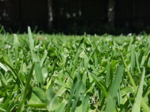 Aztec Grass: How to Plant and Care for Aztec Lilly – Gardendi