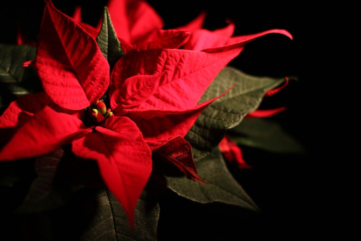 Star of Bethlehem Flower Guide – Gardendi