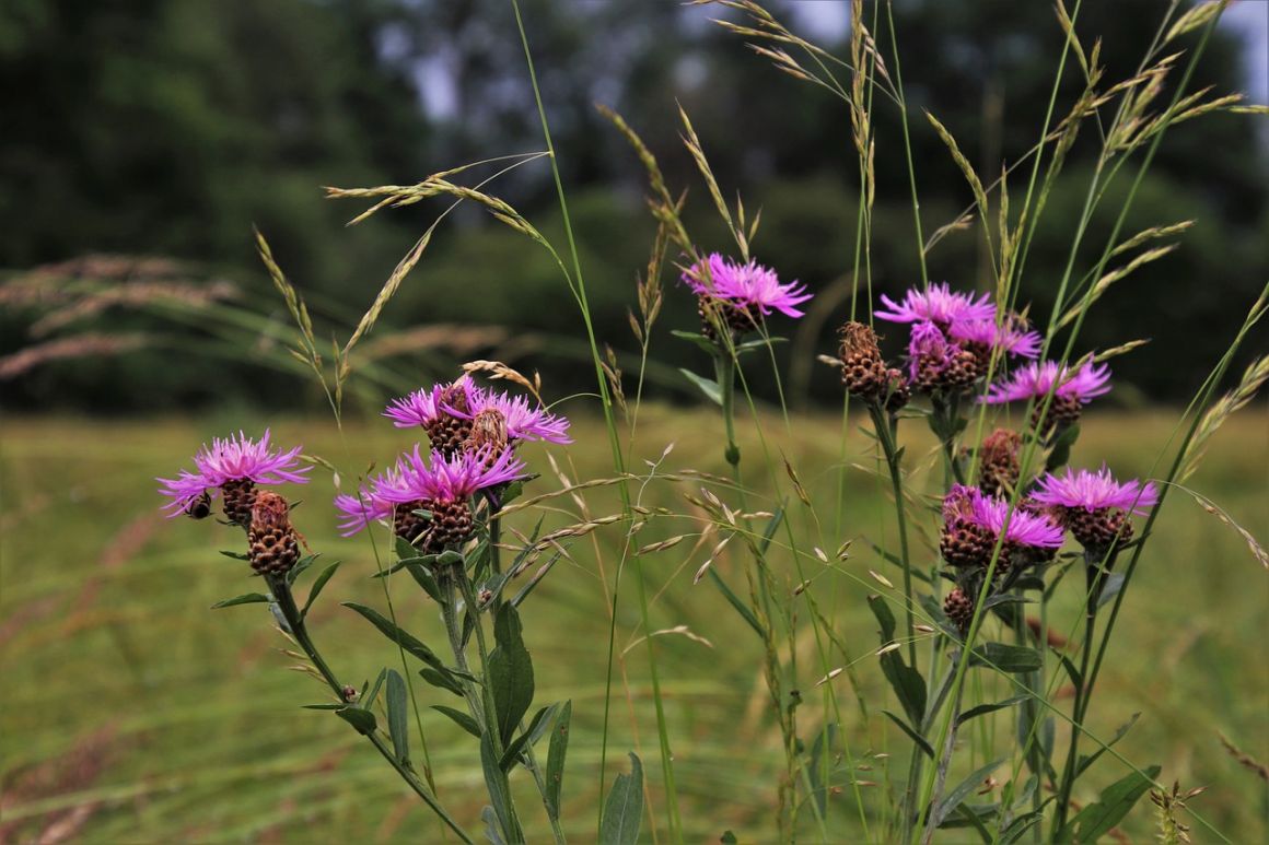 Thistle Flower (Cirsium) Plant Guide – Gardendi