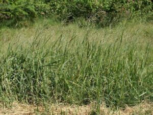 Aztec Grass: How to Plant and Care for Aztec Lilly – Gardendi