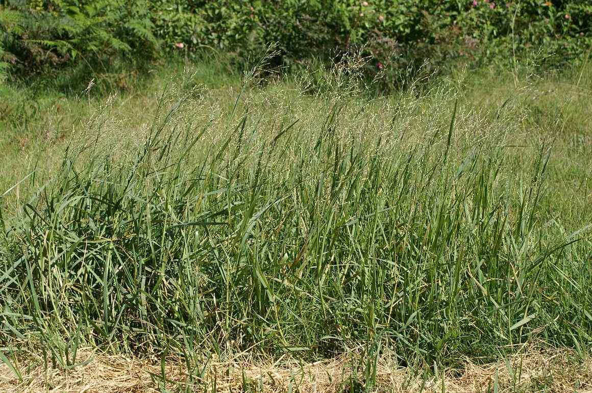 Torpedo Grass: Weed Control and Lawn Care – Gardendi