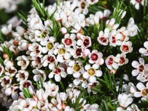 Pikake Flower: Plant Information and Guide – Gardendi