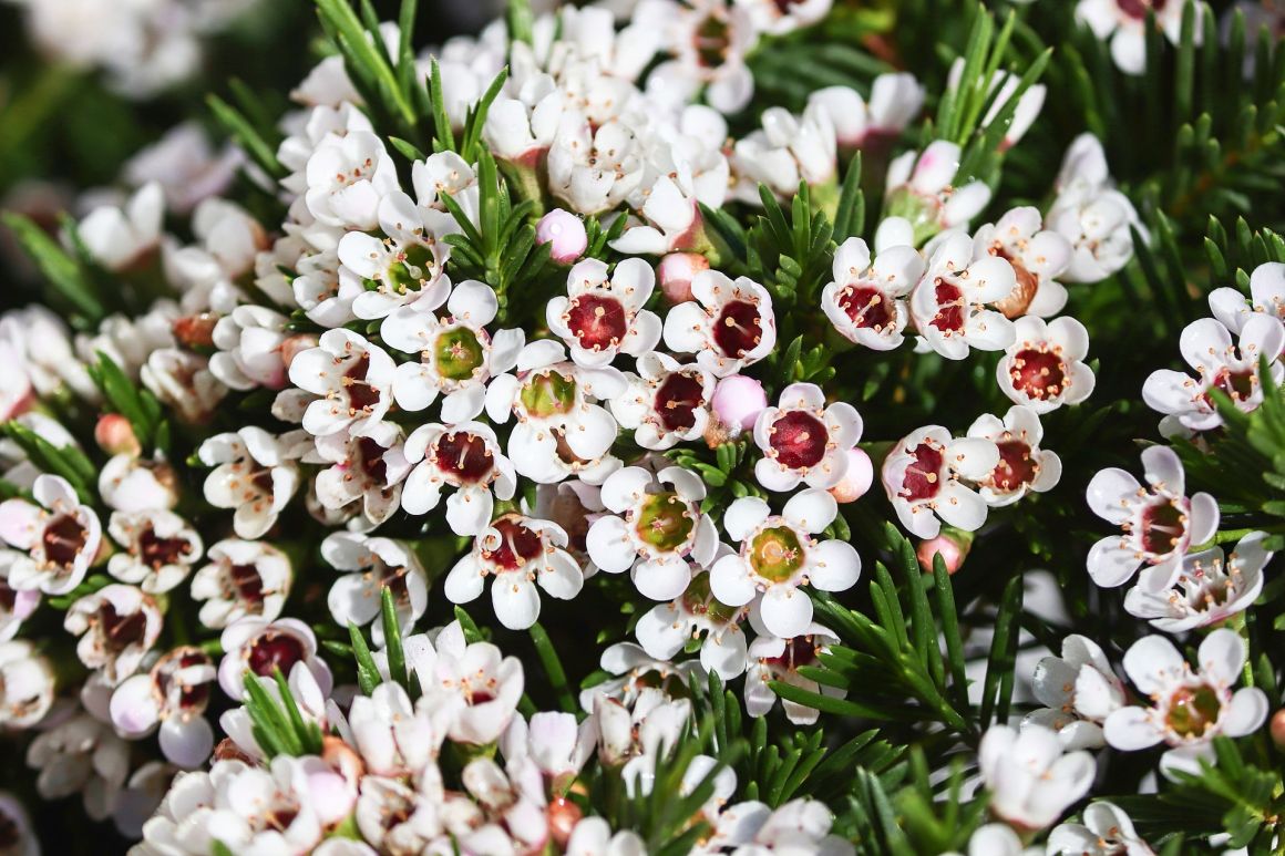 Wax Flower (Waxflower) – Chamelaucium Uncinatum– Gardendi