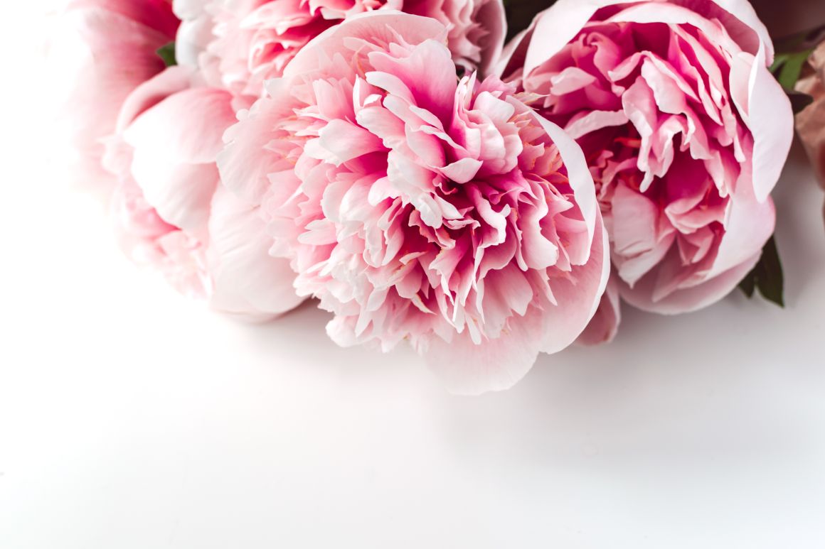 When to Plant Peony Bulbs. Learn to Grow Peonies– Gardendi