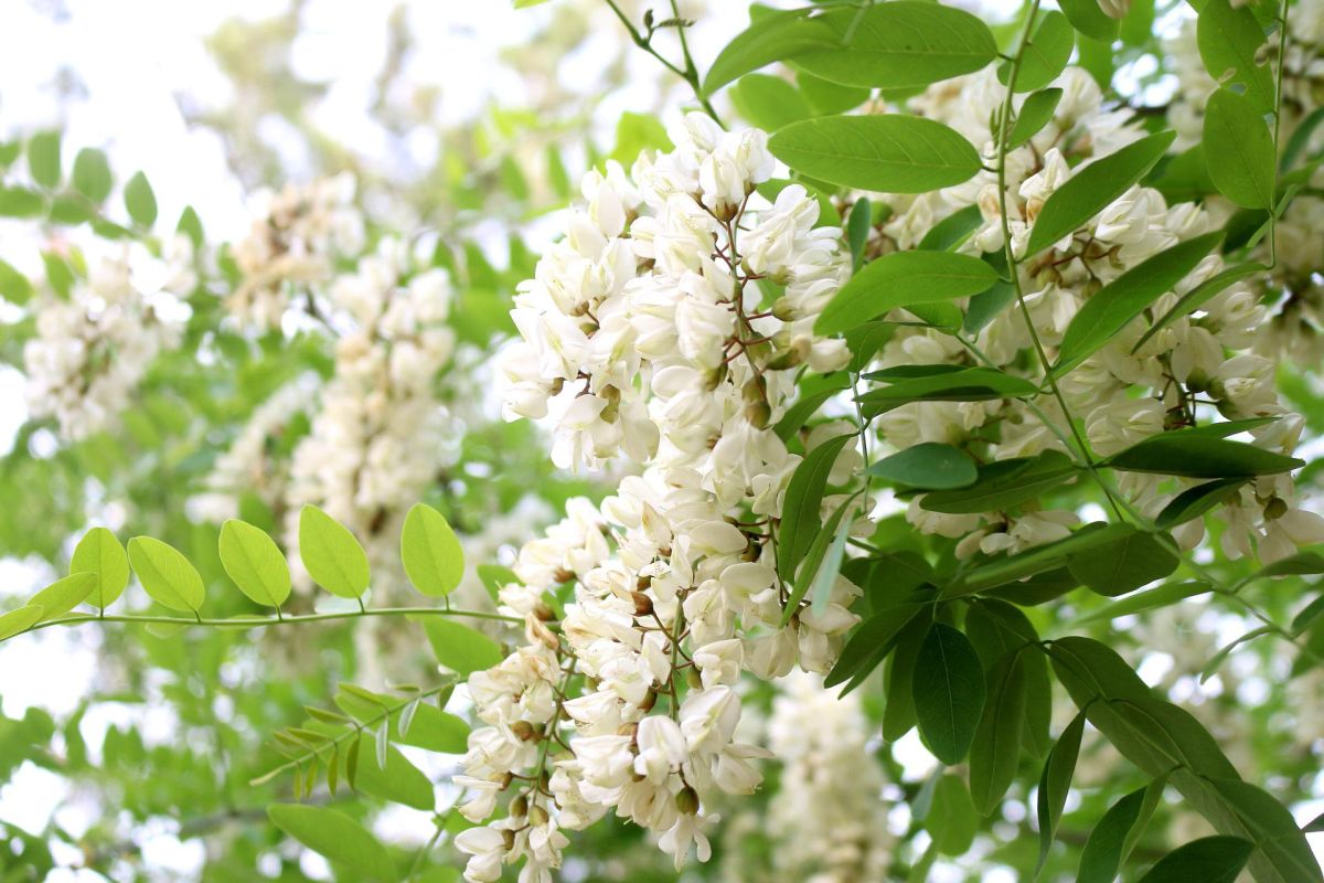 Acacia Flower Guide & Care Tips – Gardendi
