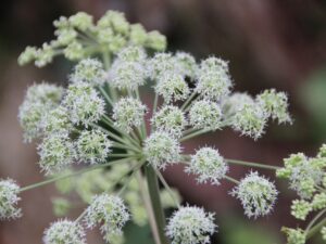 Ginger Flower – Types of Flowering Ginger Plants – Gardendi