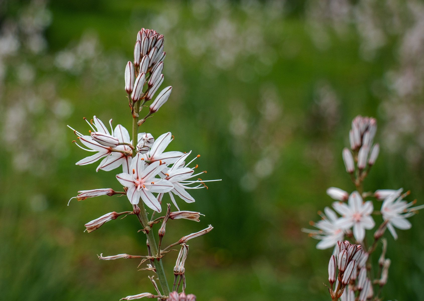 Asphodel Flower Guide. Asphodelus Care & Symbolism – Gardendi