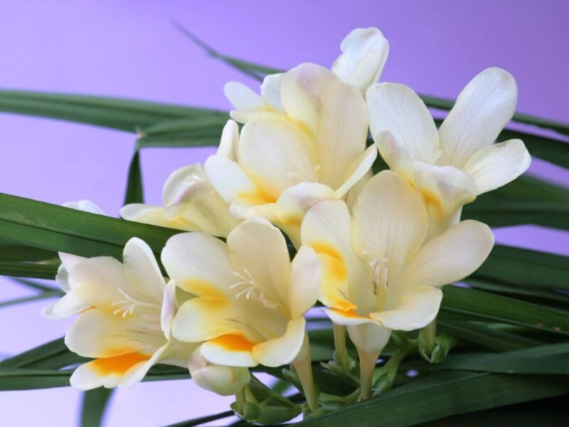 Duck Flower: About Duck Flower Detox – Gardendi