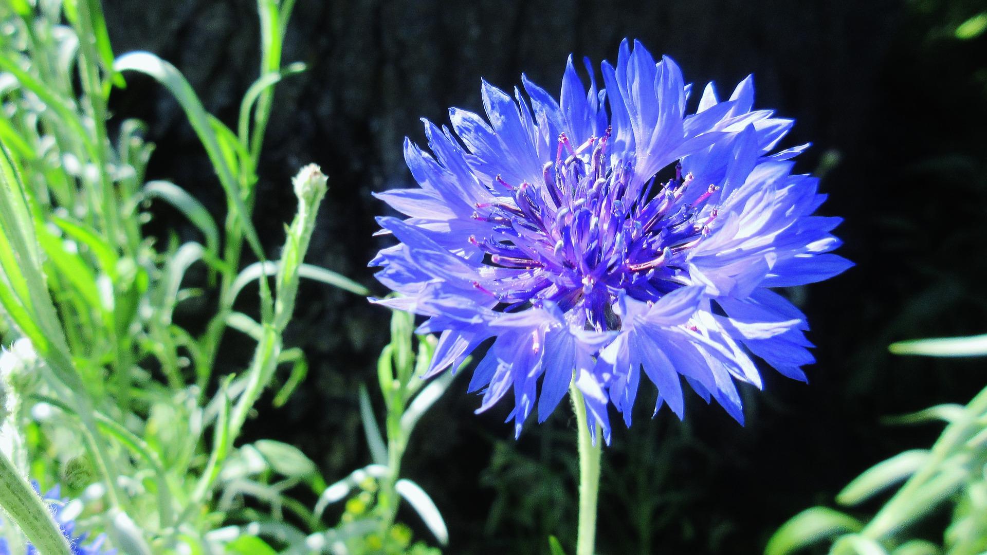 Bachelor Button Flower (Cornflower) Guide – Gardendi
