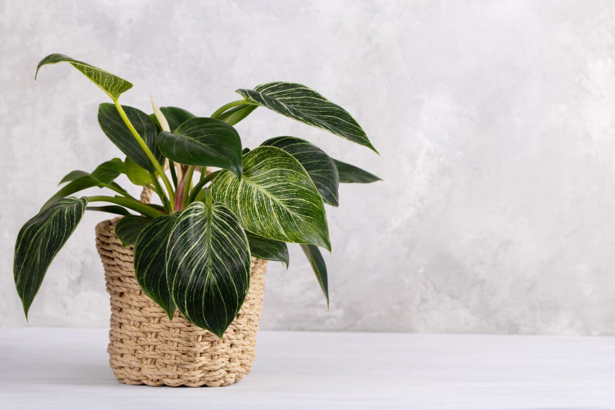 Birkin Plant Care Guide – Philodendron Birkin – Gardendi