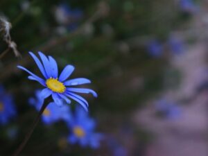 Pikake Flower: Plant Information and Guide – Gardendi