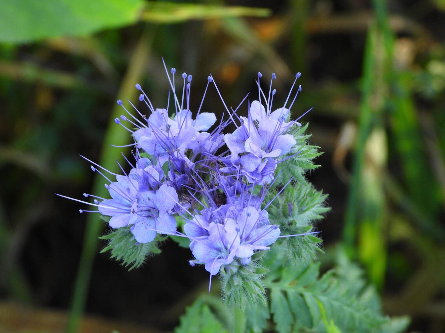 Kadupul Flower. A Guide to the Queen of the Night – Gardendi