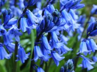 Pikake Flower: Plant Information and Guide – Gardendi