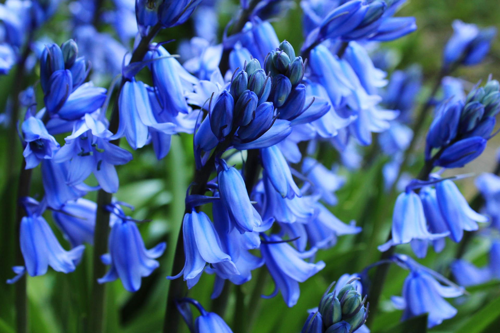 Blue Star Flower: Amsonia's Growing Guide – Gardendi
