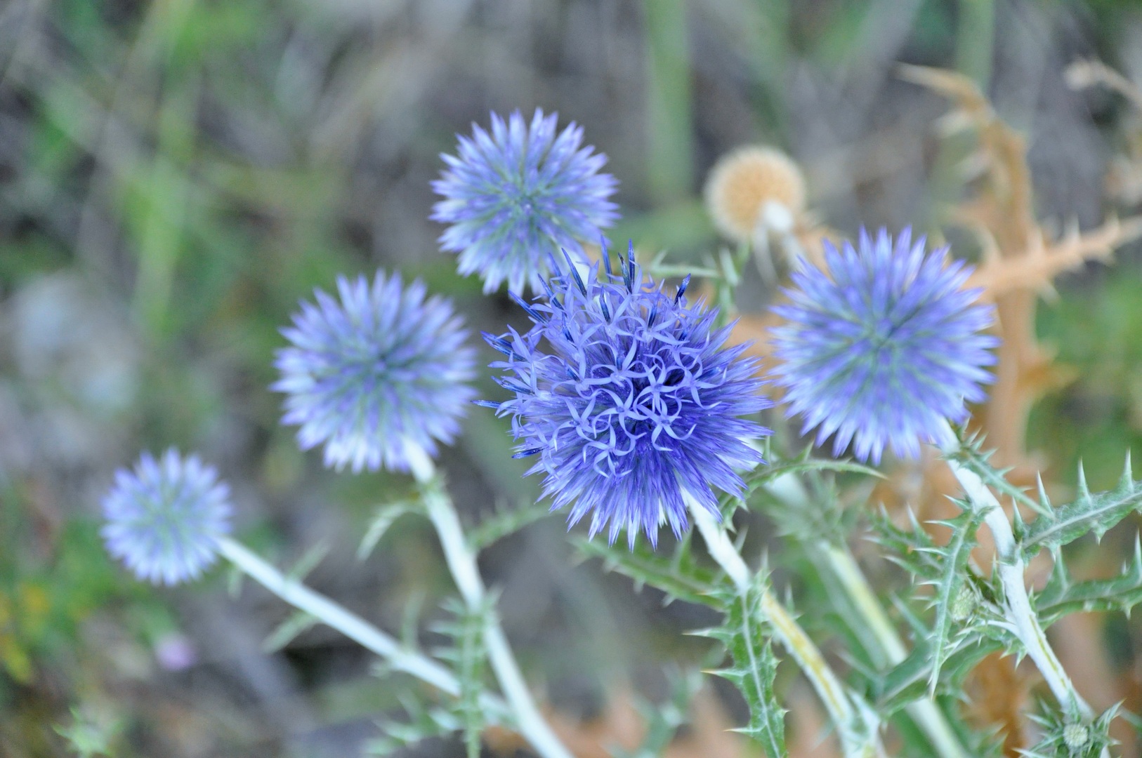 Blue Thistle Flower Description & Growing Guide – Gardendi