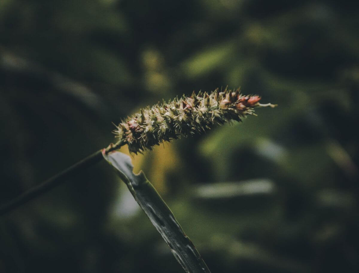 Buffel Grass (Cenchrus Ciliaris) Guide – Gardendi