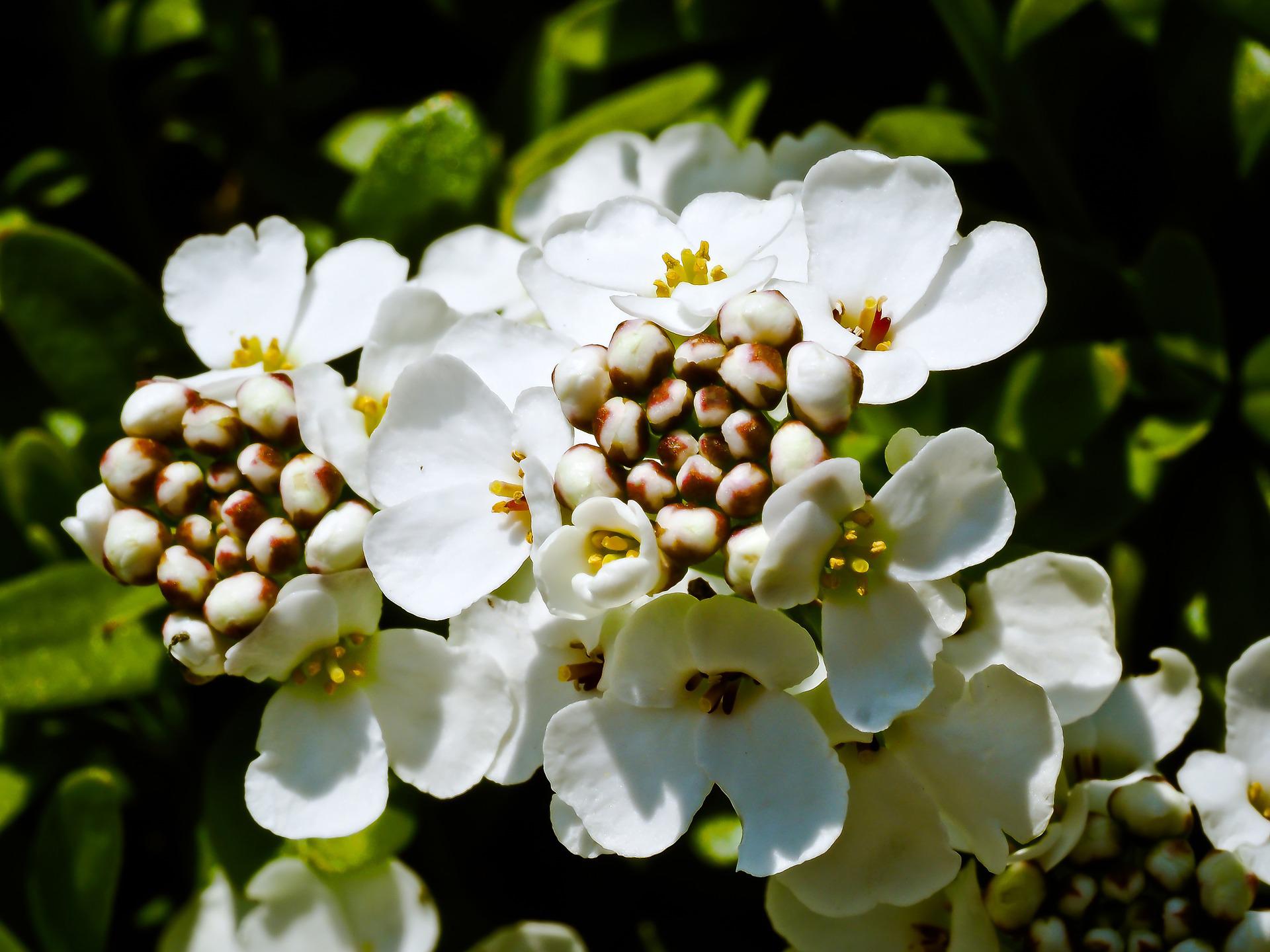 Candytuft Flower. The Evergreen Iberis Guide – Gardendi