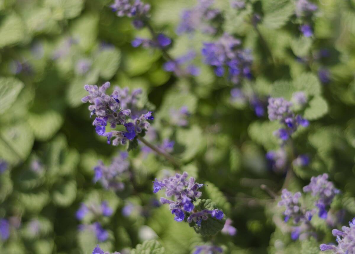Catnip Flower: All You Don't Know About Nepeta Cataria – Gardendi