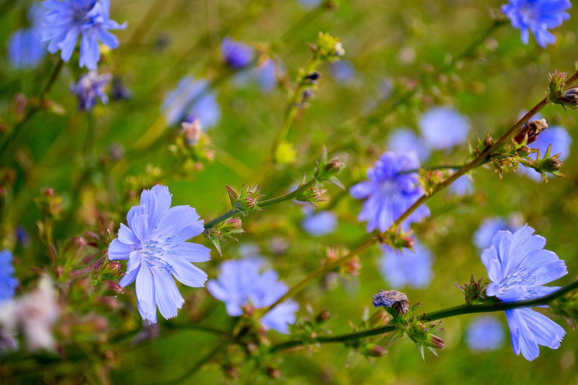 Chicory Flower (Cichorium Intybus) Guide – Gardendi